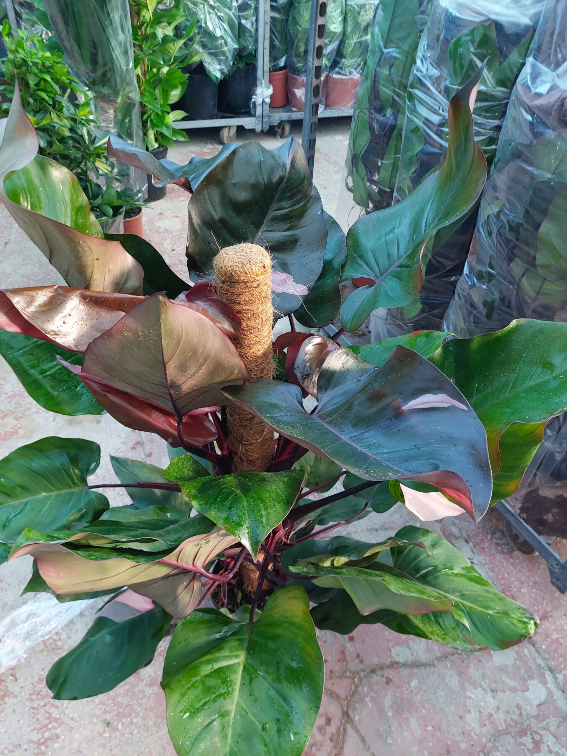 Philodendron pink princess TOP – Il Contadino Società Cooperativa Agricola